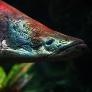 Scientists Find Pirarucu Fish Have A "Bulletproof Vest" For Skin - The ...