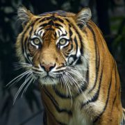 Conservationists Rejoice As Endangered Tiger Population Sees Growth ...