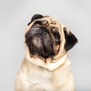 Meet The 'Psychic' Tik Tok Pug Who's Captured The Attention Of Millions ...