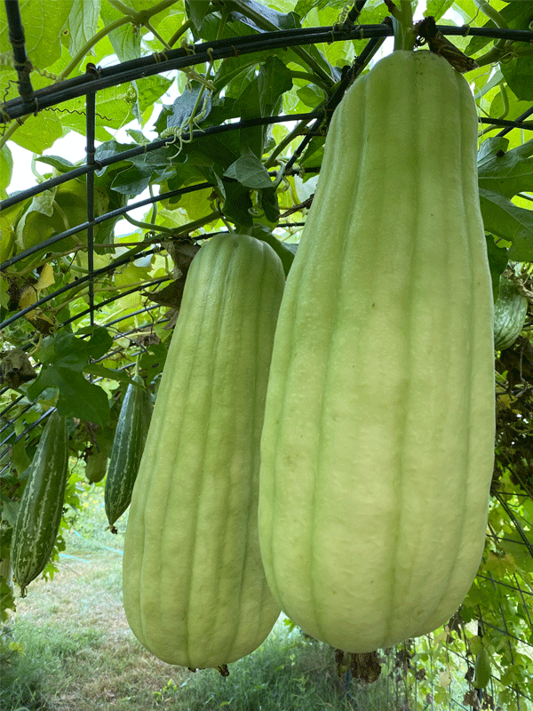 An Award-Winning Vision of Environmental Innovation and Pollinator ...