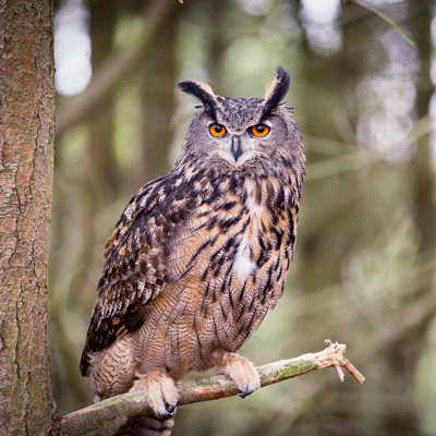 New York City Celebrity Owl, Flaco, Dies A Year After Central Zoo ...