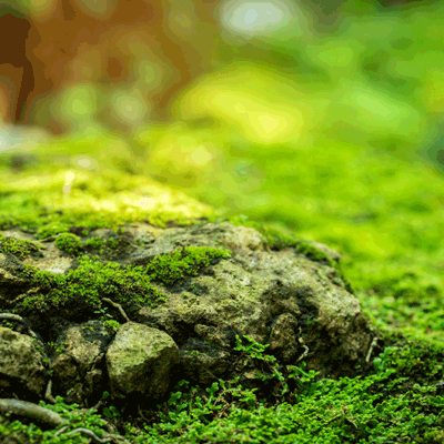 Scientists Discover Desert Moss That ‘Could Survive On Mars’ - The ...