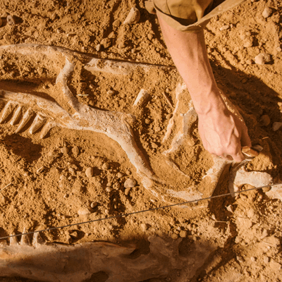 Dinosaur Fossils Discovered In Hong Kong For The First Time In History ...